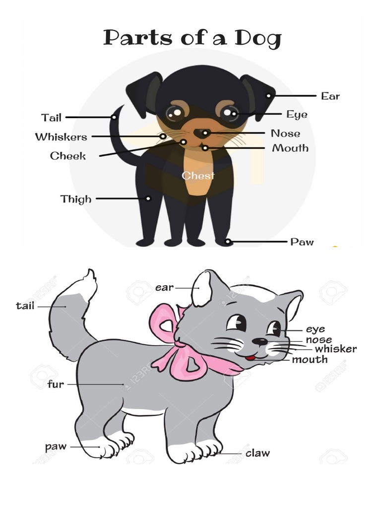 Arts Fav Animals 2 | PDF