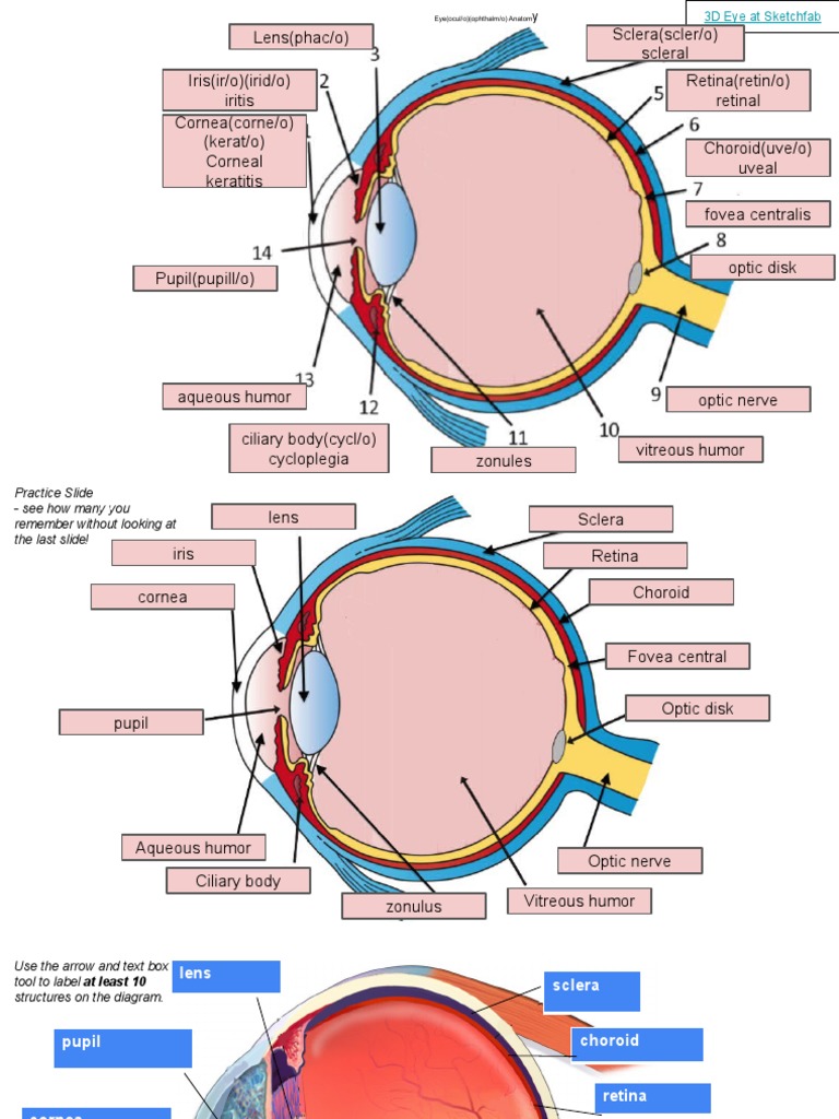 Eye Anatomy 3D Model at Sketchfab | PDF