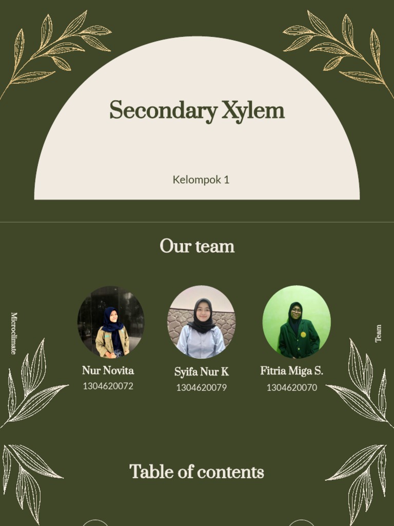 Secondary Xylem | PDF
