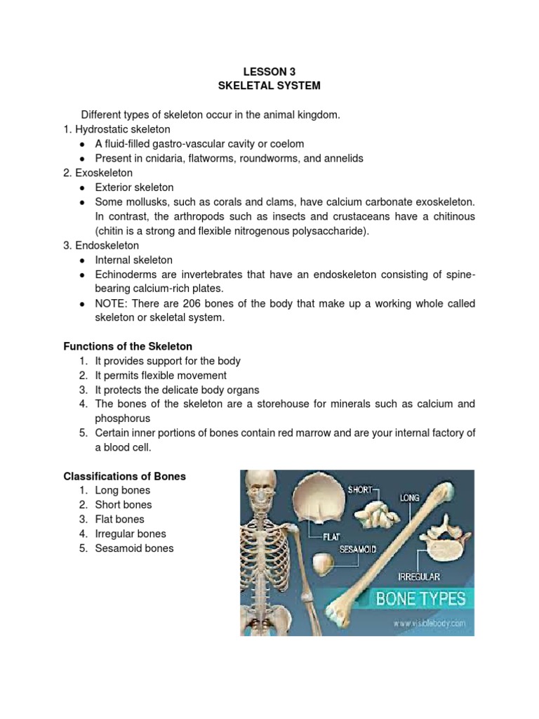 Skeletal System | PDF | Skeleton | Vertebral Column
