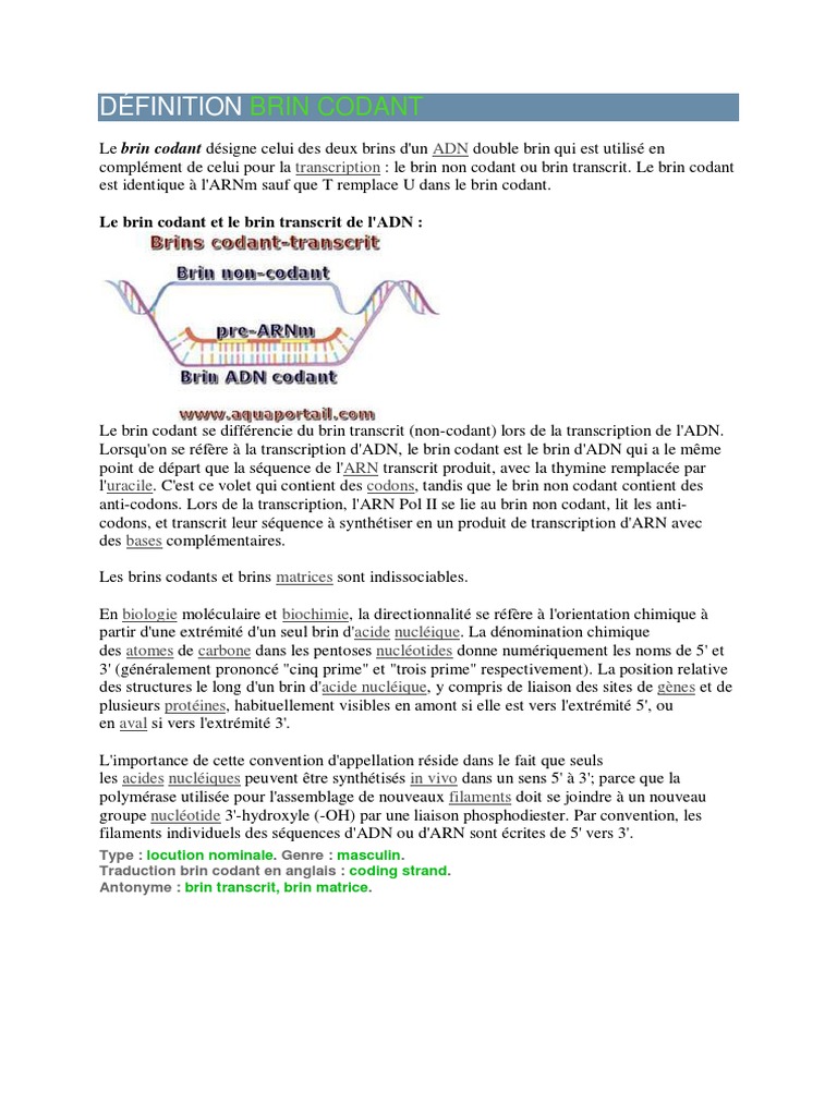 Définition du brin codant en ADN | PDF | Sciences et mathématiques