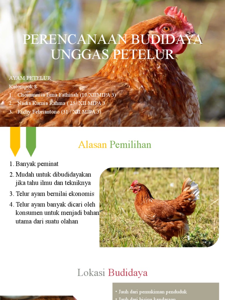 Ayam | PDF