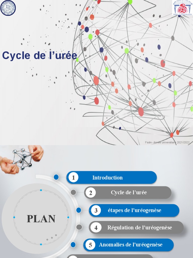 Cycle de L'uree... | PDF | Processus cellulaires | Biologie