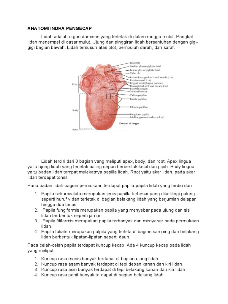 Anatomi Indra Pengecap | PDF | Kesehatan Holistik