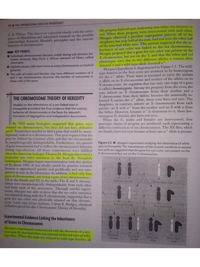 Chromosomal Basis Of Inheritance Pdf