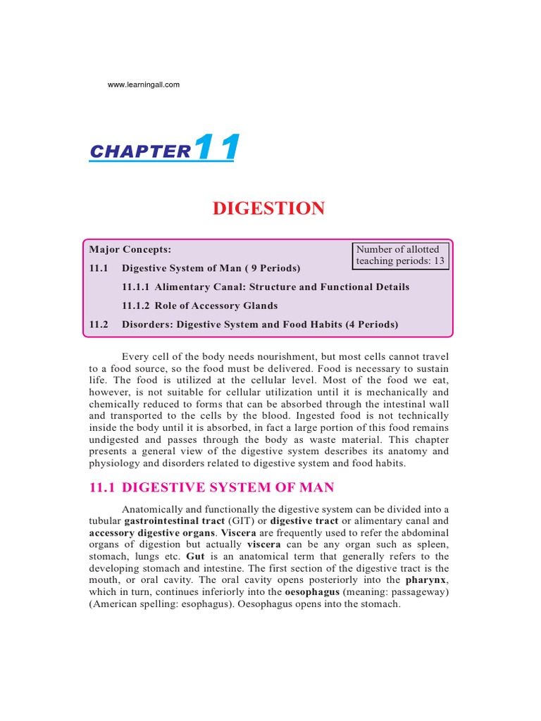 Digestio N | PDF | Stomach | Human Digestive System