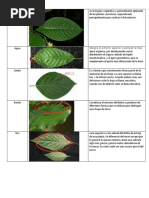 Tipos de hojas de acuerdo a la forma de su limbo | PDF | Hoja | Botánica