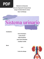 Triptico Del Sistema Excretor | PDF | Sistema urinario | Riñón