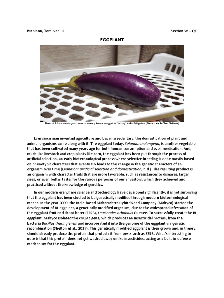 BINBINON - STS Assignment 3 | PDF | Eggplant | Biology
