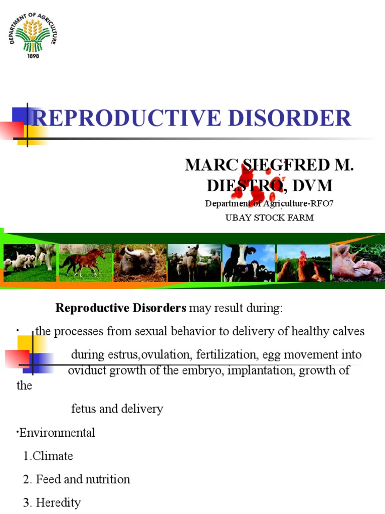Large Ruminant Reproductive Disorders | PDF