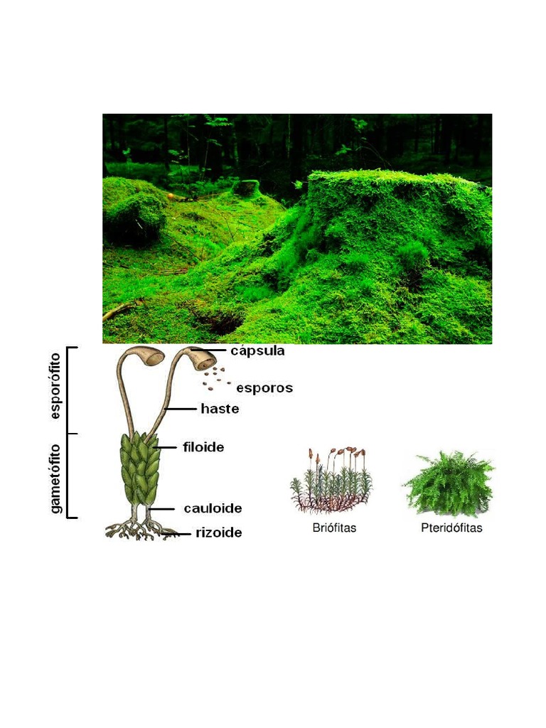 Imagen de Musgos | PDF