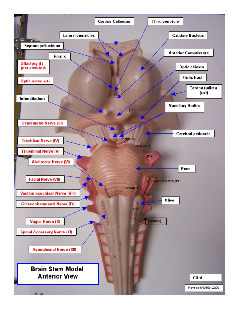 Brain Stem Model, Anterior 041208 - 1 | PDF | Brainstem | Central Nervous System