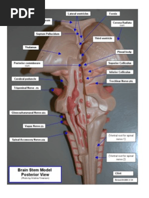 Brain Stem Anatomy Model