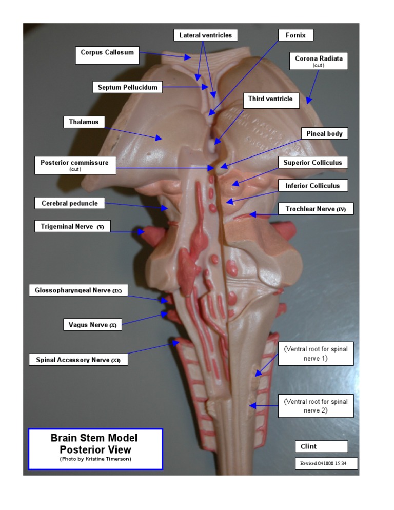 Brain Stem Model, Posterior041008-1 | PDF