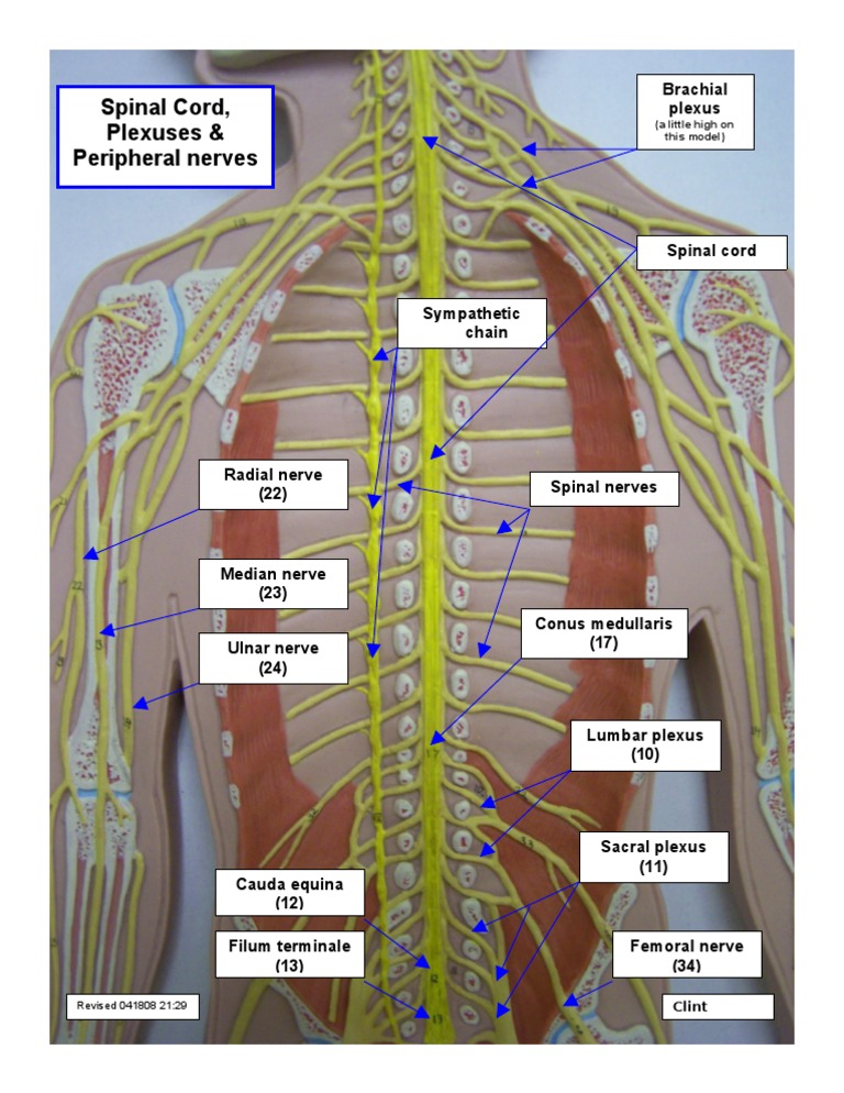Spinal Cord, Plexuses & Peripheral Nerves 041808 | PDF | Science ...