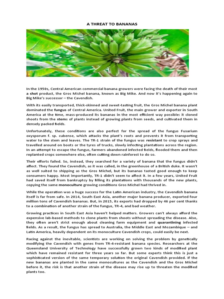 A Threat To Bananas | PDF | Banana | Botany