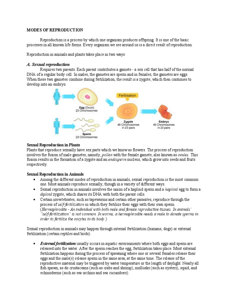 Modes of Reproduction | PDF | Sexual Reproduction | Reproduction