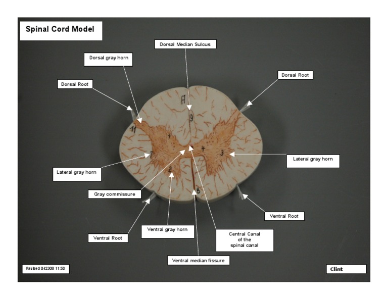 Spinal Cord Anatomy Model Overview | PDF | Foreign Language Studies