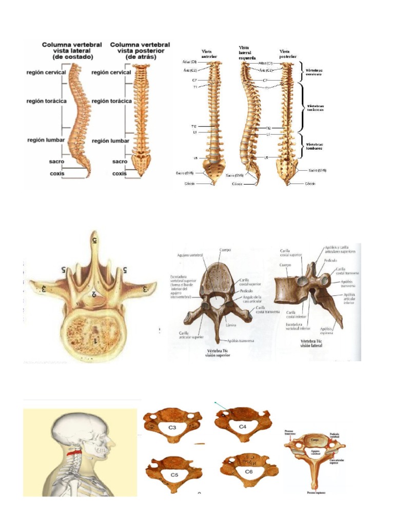 Columna Imprimir Imagens | PDF