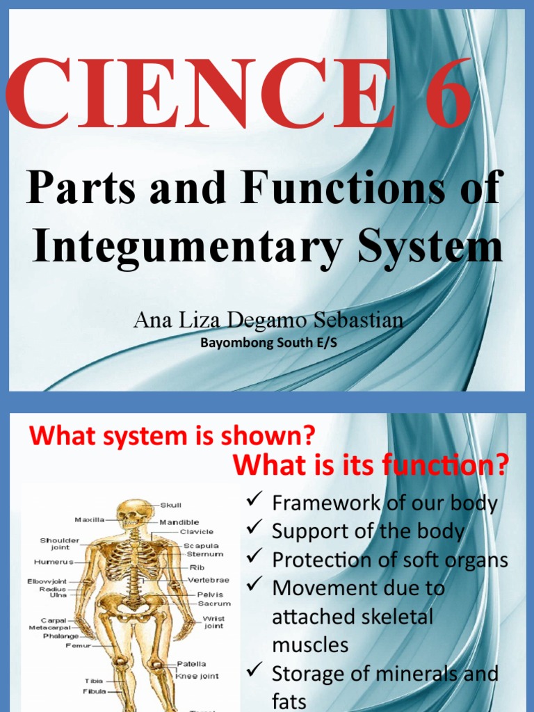 Integumentary System | PDF | Skin | Integumentary System
