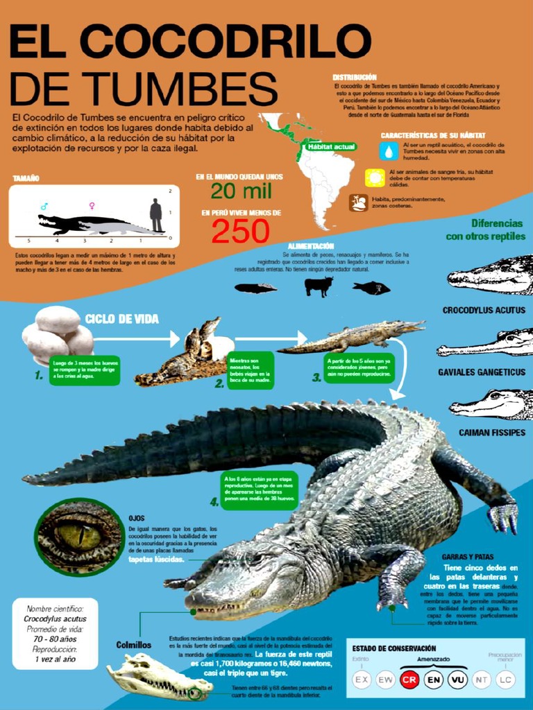 COCODRILOS | PDF
