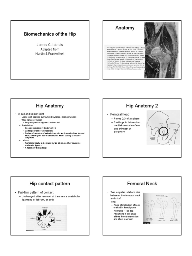 Biomechanics of Hip | Download Free PDF | Hip | Force