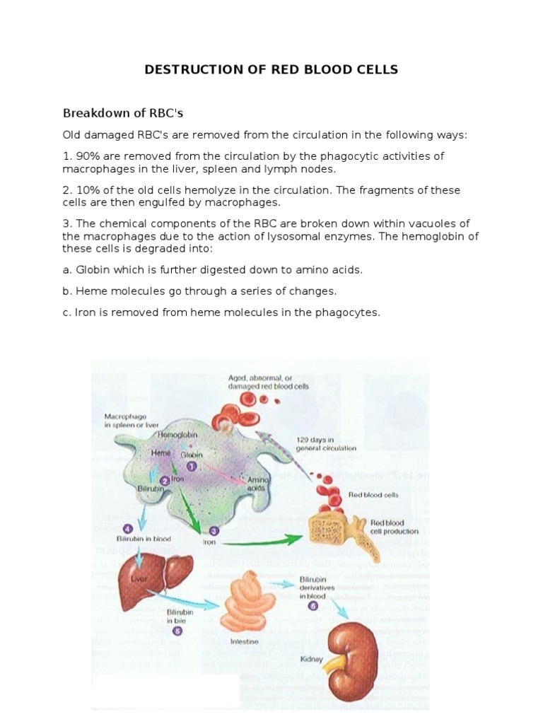 Destruction of Red Blood Cells | PDF | Red Blood Cell | Macrophage