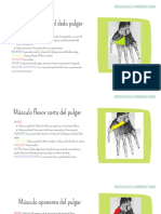 Anatomía de la Muñeca y Mano | PDF | Mano | Sistema musculoesquelético