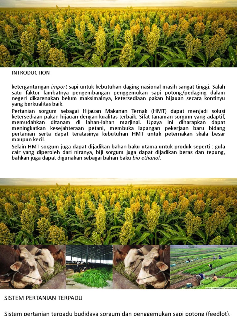 Sorgum Sebagai Pakan Ternak Berkualitas | PDF