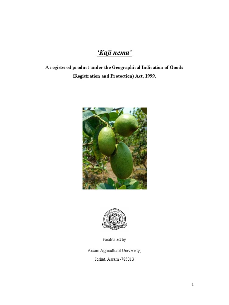 Kaji Nemu: Assam's Unique Lemon Fruit | PDF | Science & Mathematics