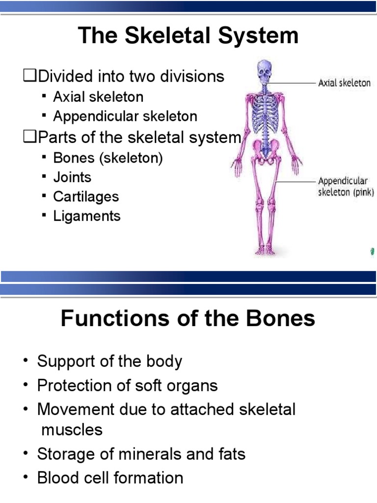 Skeletalsystemanatomy 1 | PDF | Bone | Skull