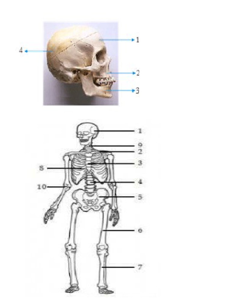 Printcopy Sistem Rangka | PDF