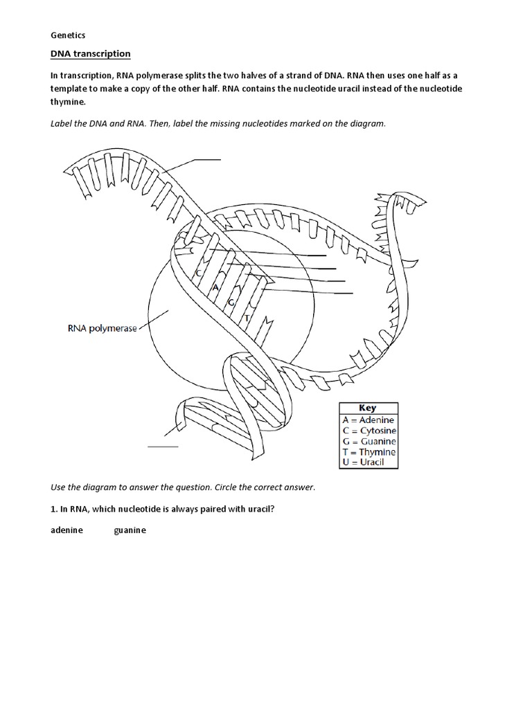 DNA Transcription and Translation Worksheet | PDF