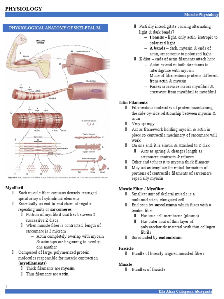 Physio Muscle Physiology | PDF | Muscle Contraction | Skeletal Muscle