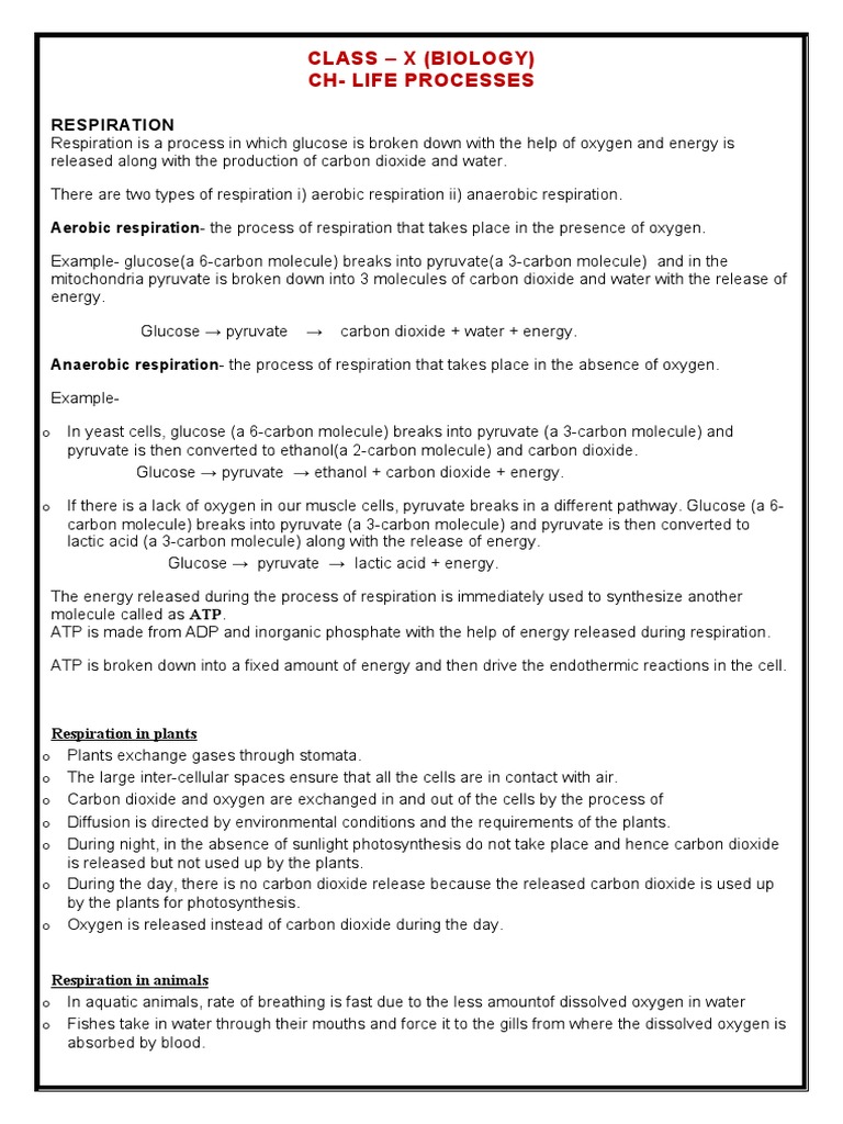 CLASS 10th RESPIRATION | PDF | Cellular Respiration | Respiratory System