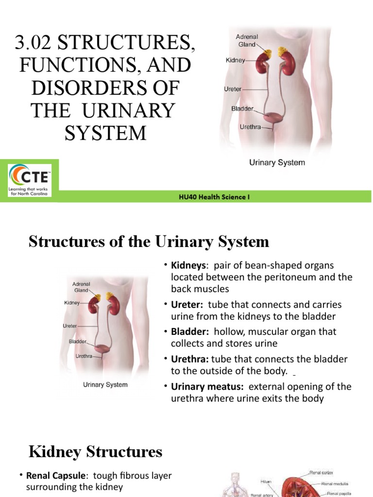 3.02 Structures, Functions, and Disorders of The Urinary System C.cooper (1) - 1 | PDF | Kidney ...