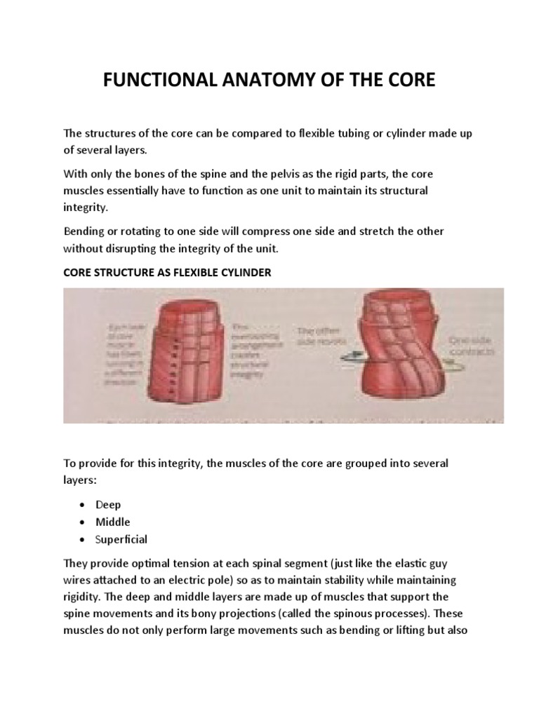 Functional Anatomy of The Core Bped 1 | PDF | Abdomen | Pelvis