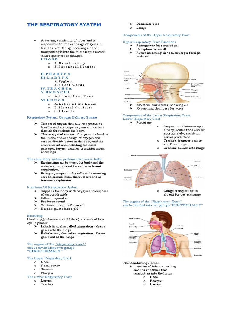 Respiratory System - Transes | PDF | Lung | Respiratory Tract