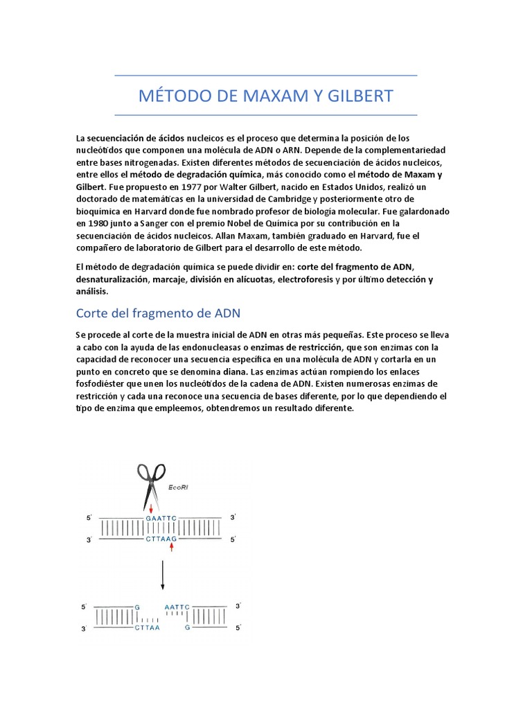 Método de Maxam y Gilbert | PDF | Adn | Secuencia ADN