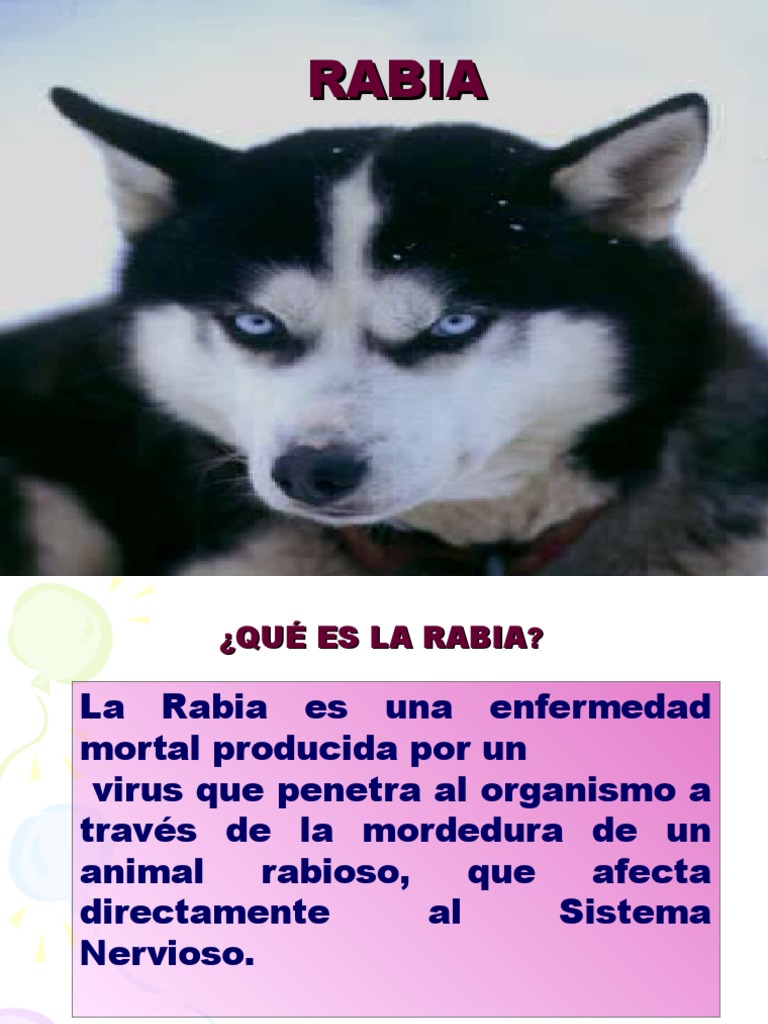 9 Ap4 La Rabia | PDF | Rabia | Epidemiología