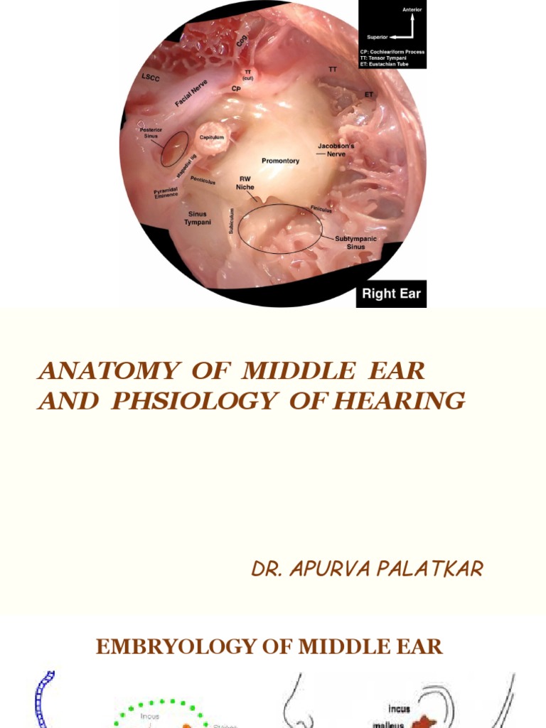 Middle Ear Anatomy and Physiology of Hearing | PDF | Ear | Human Head ...