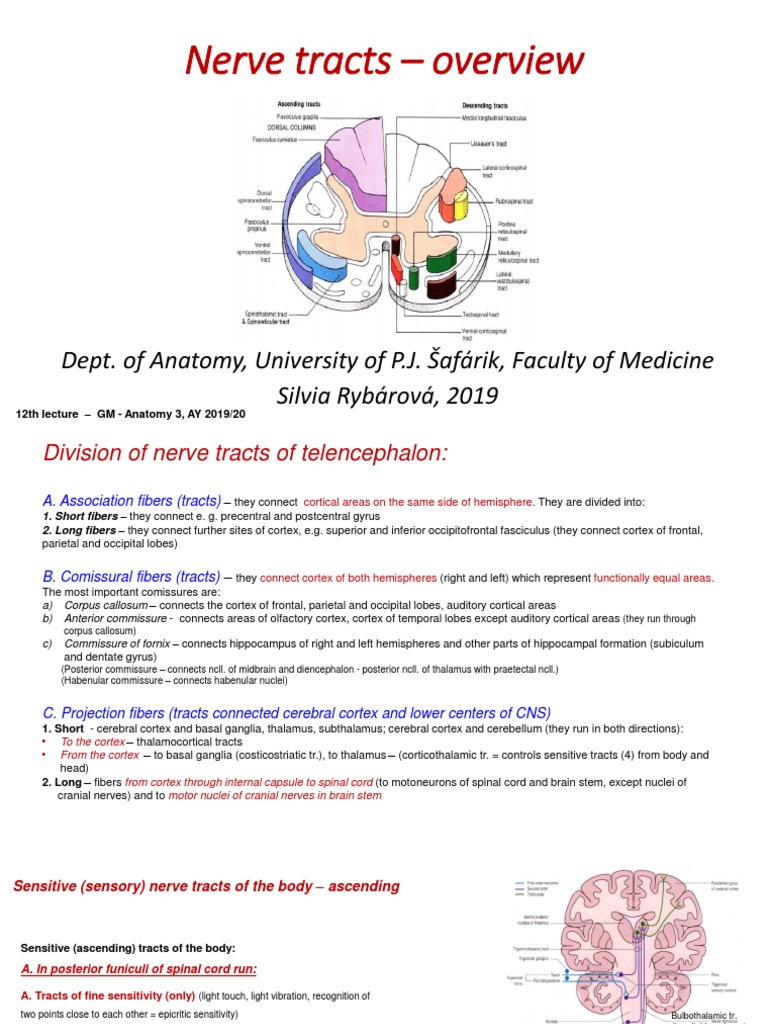 12 868 Nerve Tracts Overview 2019 PPTX 5dea496f63f06 | PDF | Social ...