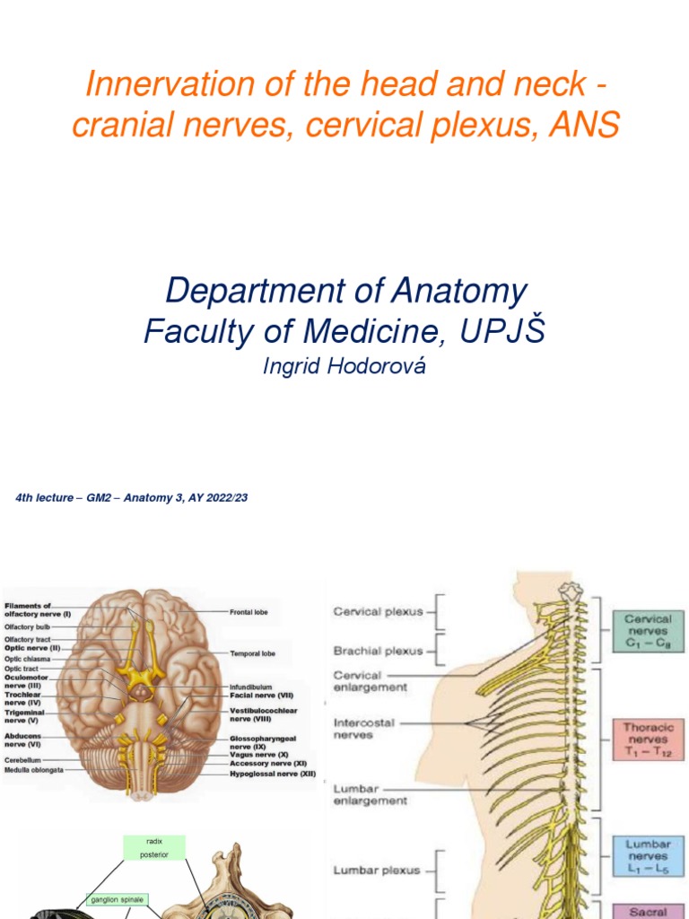 1729 Innervation of The Head and Neck 57fb5502795fb | PDF