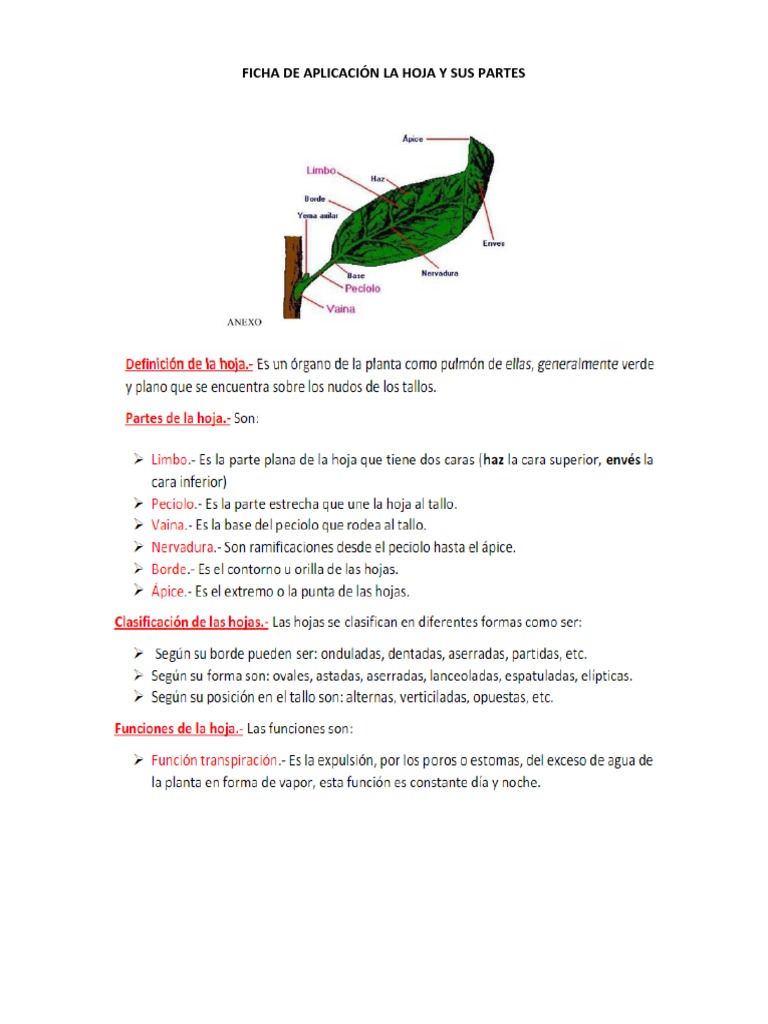 Ficha de Aplicación La Hoja y Sus Partes Jueves 27 | PDF