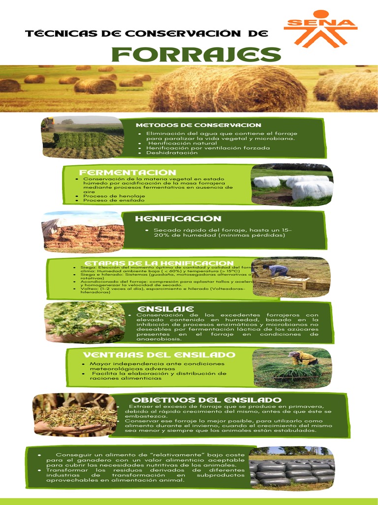 Infografiía Tecnicas de Conservacion de Forrajes | PDF | Nutrición | Dieta y nutrición