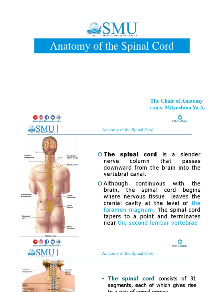 #Anatomy of The Spinal Cord | PDF | Spinal Cord | Vertebral Column