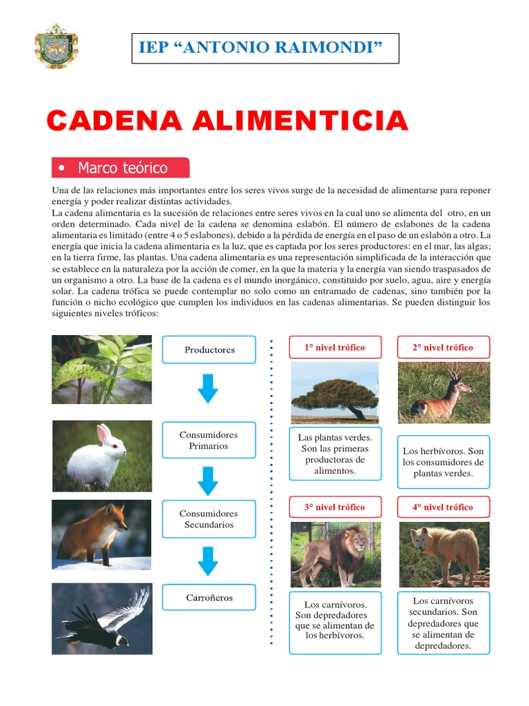 Introducción a la Cadena Alimenticia | PDF | Ciencia y matemáticas