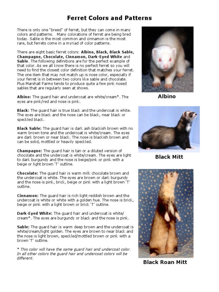 Ferret Colors and Patterns | PDF | Language Arts & Discipline