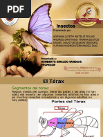 Estructura del Tórax en Insectos | PDF | Insectos | Hexapoda