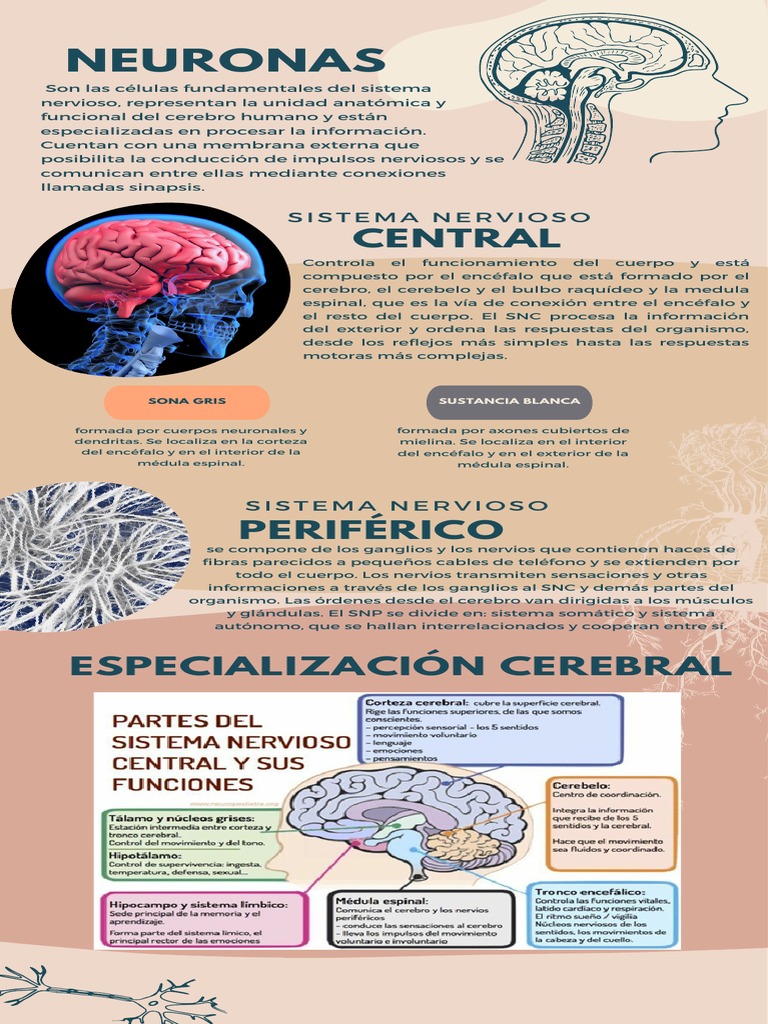 Funcionamiento Neuronal | PDF